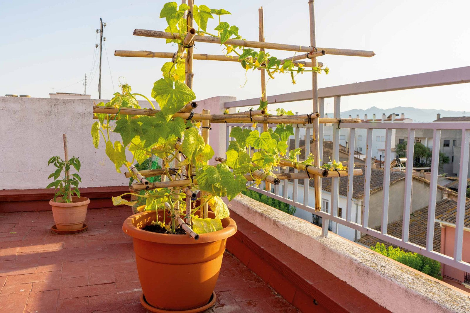 Planter des concombres: tu réussiras avec ces astuces | HORNBACH