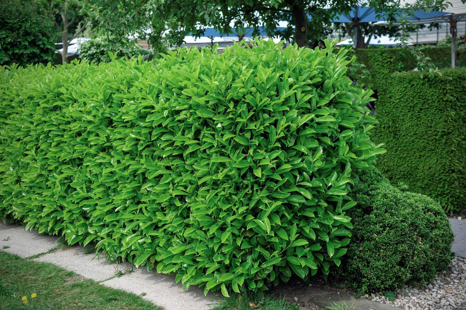 Planter des lauriers-cerises | HORNBACH Luxembourg