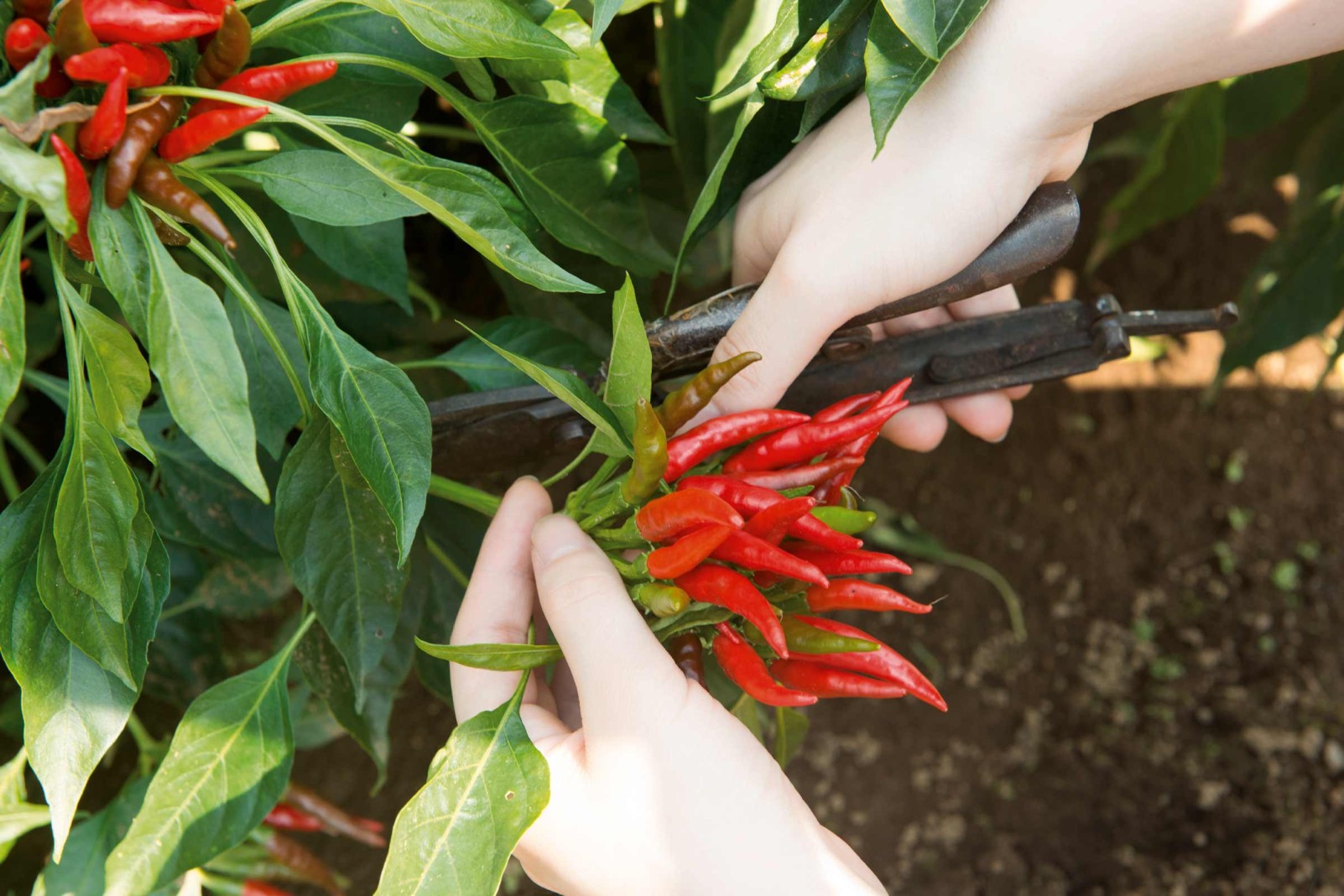 Planter des piments chili | HORNBACH