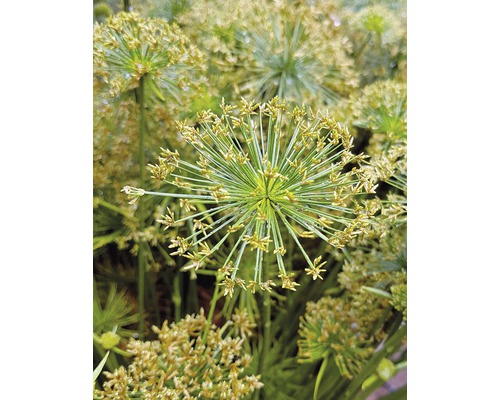 Cyperus papyrus nanus, papyrus nain, FloraSelf Cyperus haspan ...