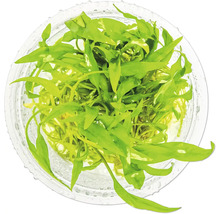 Cryptocoryne ‘Green Gecko’ In-Vitro - HORNBACH Luxembourg