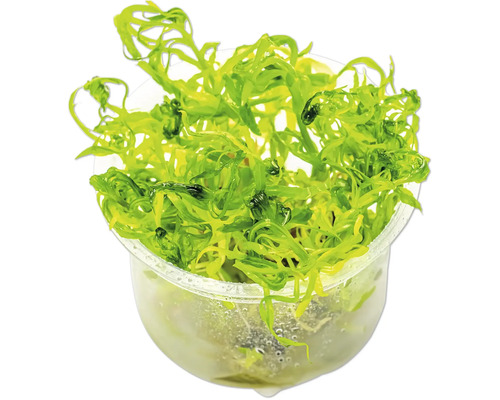 Pogostemon quadrifolius In-Vitro - HORNBACH Luxembourg